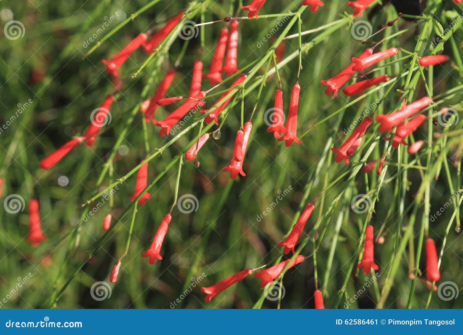 Firecracker Plant, Russelia Equisetiformis Stock Image - Image of ...