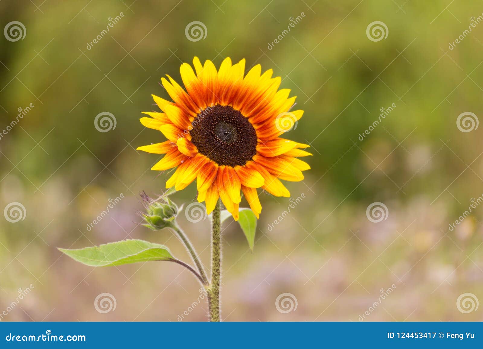 Firecracker Sunflower stock image. Image of garden, closeup - 124453417