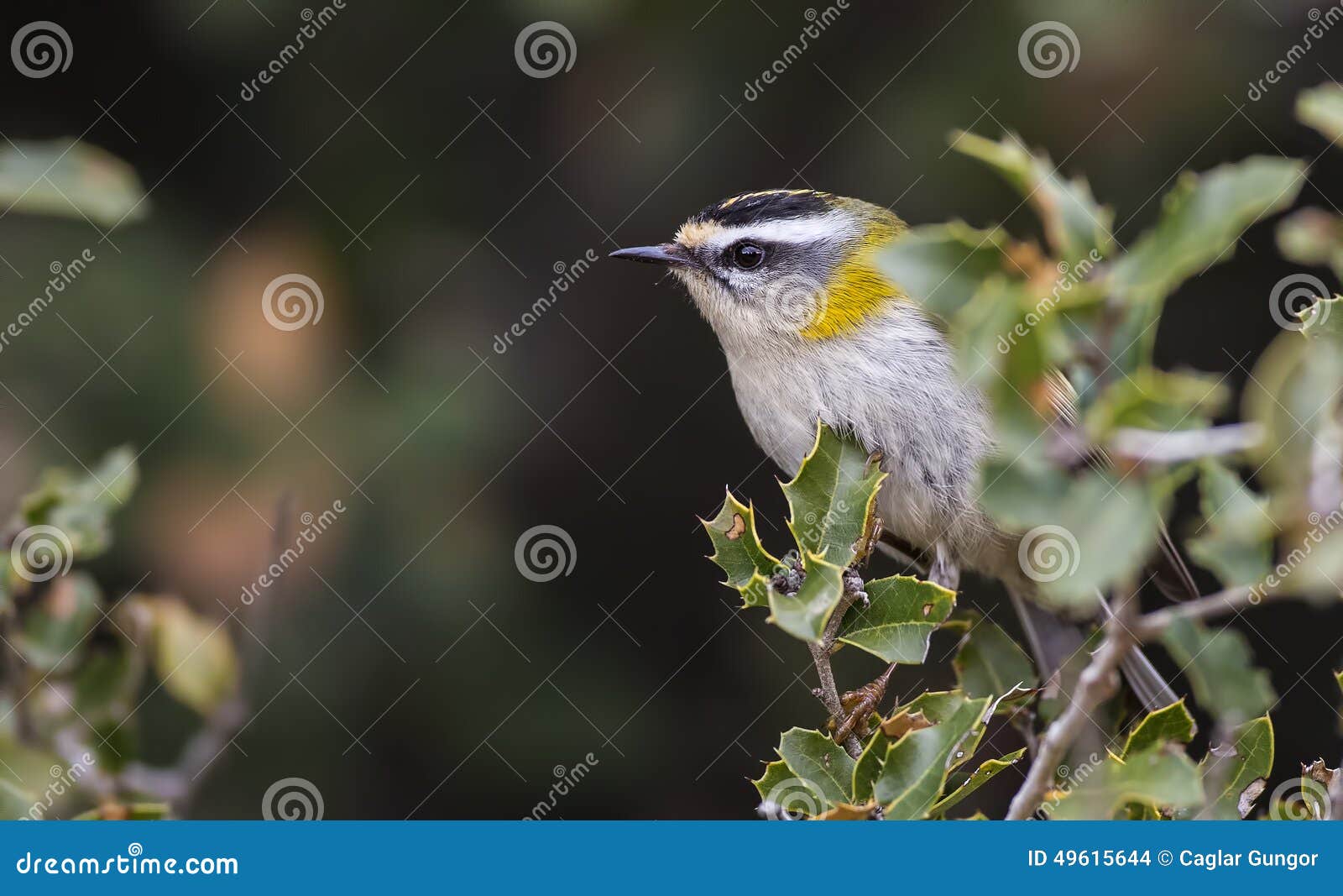 Firecrest on a Bush stock photo. Image of bird, wild - 49615644