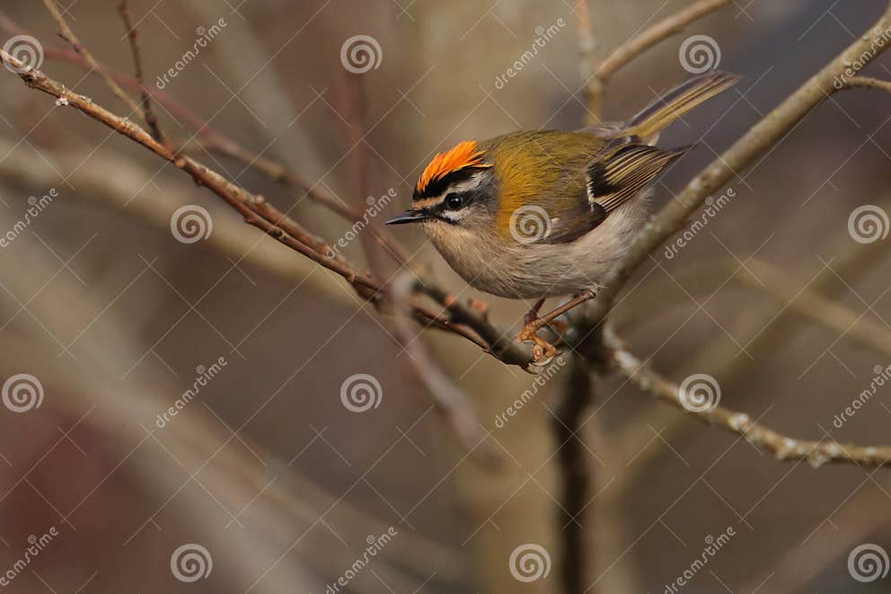Firecrest Displaying Its Crest. Stock Image - Image of winter, branch ...