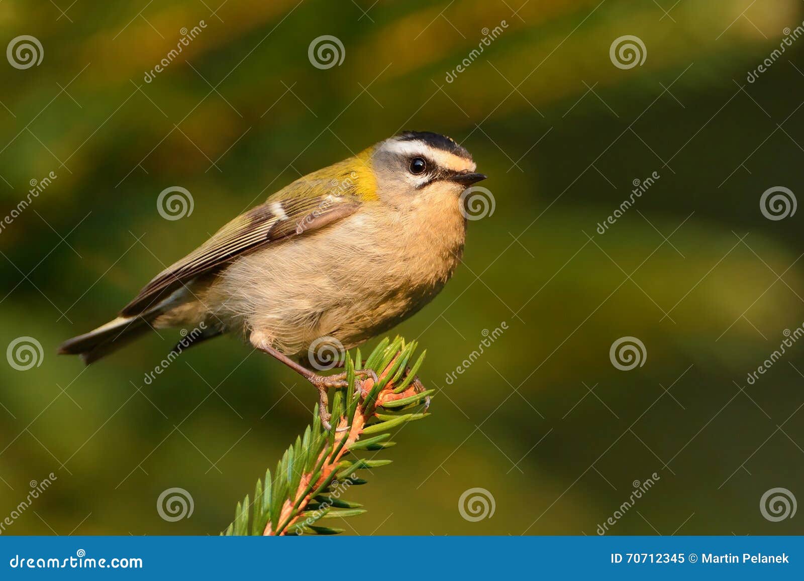 Firecrest - Regulus Ignicapilla Stock Image - Image of song, firecrest ...