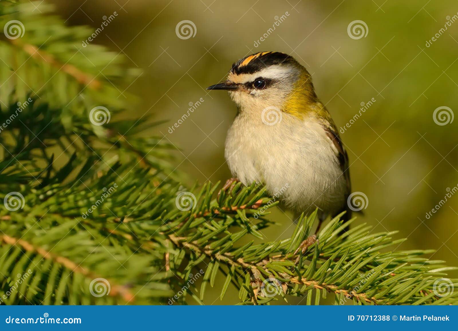 Firecrest - Regulus Ignicapilla With The Yellow Crest Singing In The ...