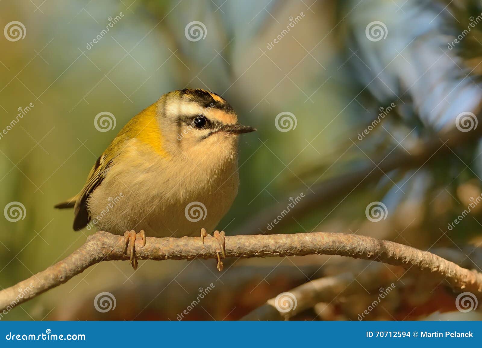Firecrest - Regulus Ignicapilla With The Yellow Crest Singing In The ...