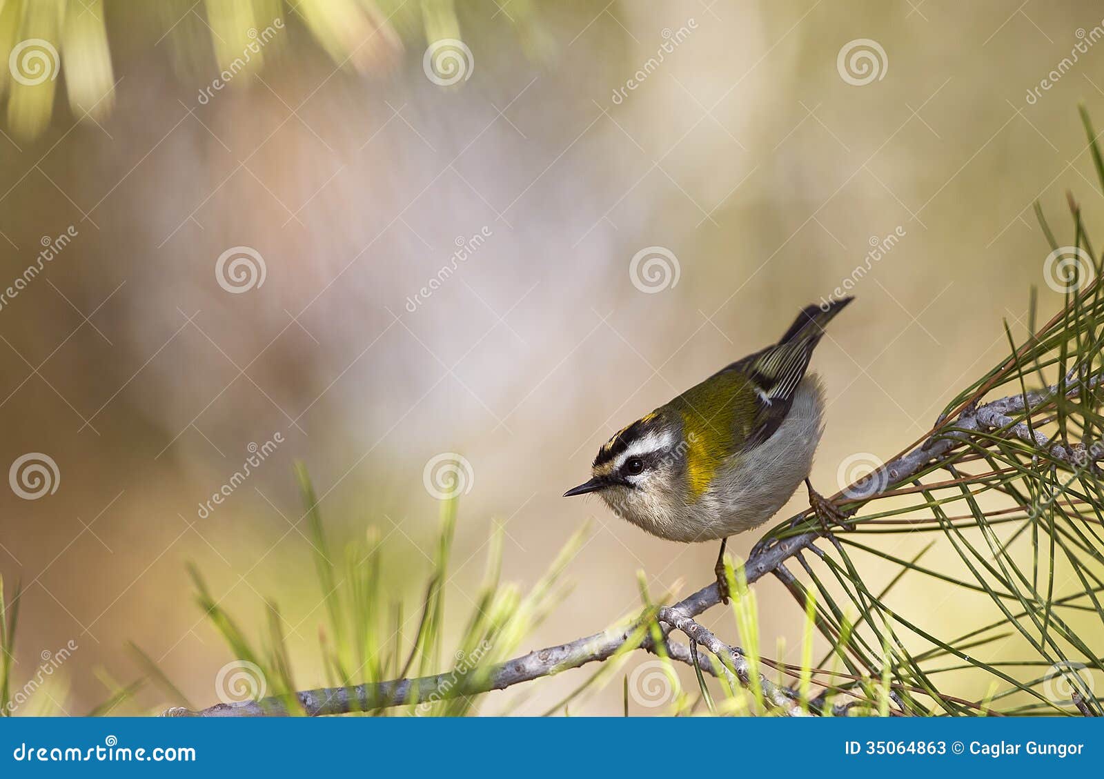 Firecrest on a Tree Branch stock image. Image of bird - 35064863