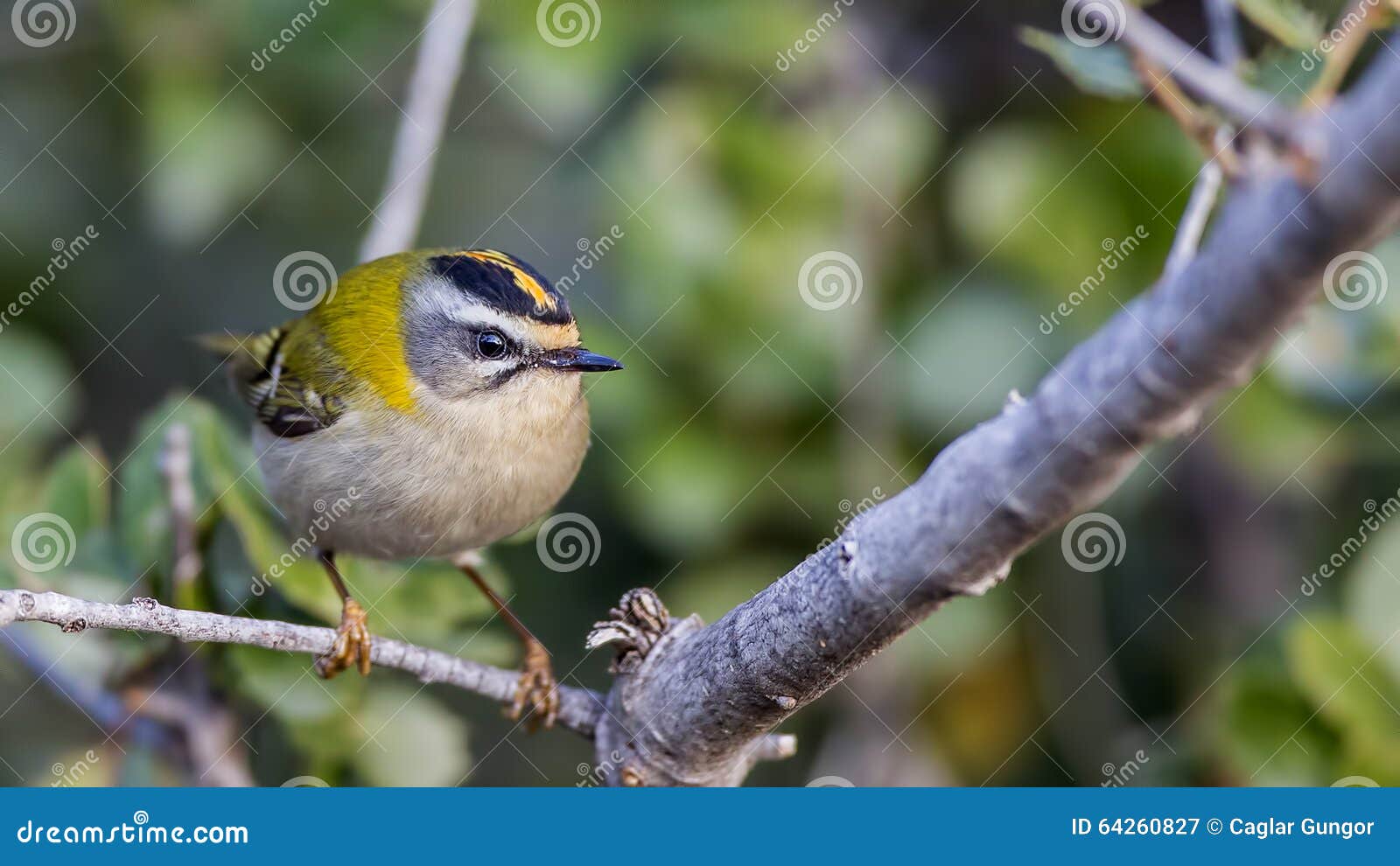 Firecrest on a Tree Branch stock image. Image of beak - 64260827