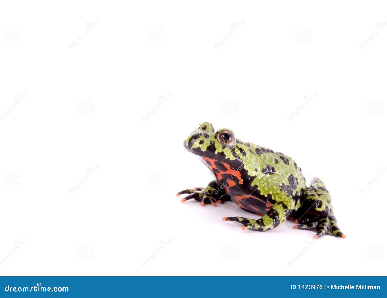 Fired Bellied Frog stock photo. Image of portrait, amphibia - 1423976