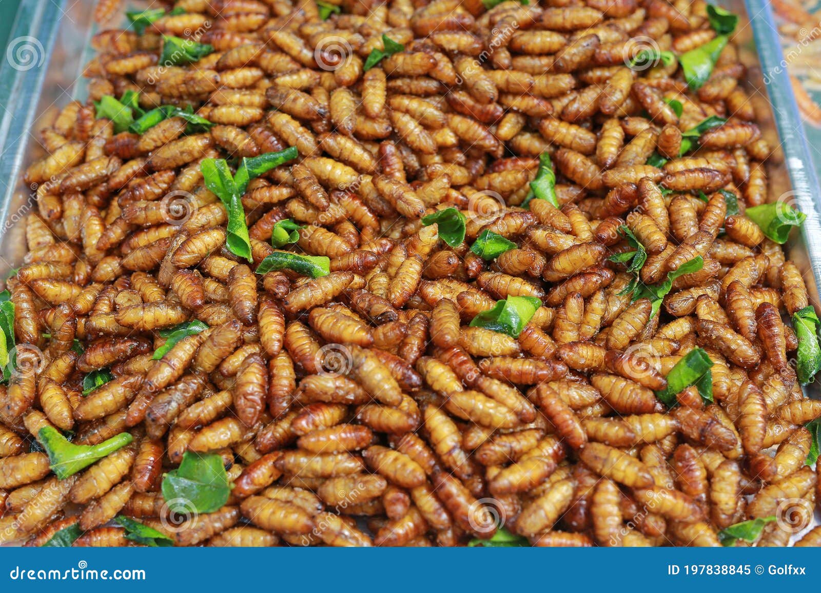 Fired Silk Worm As Snack in Asia Countries Stock Image - Image of ...