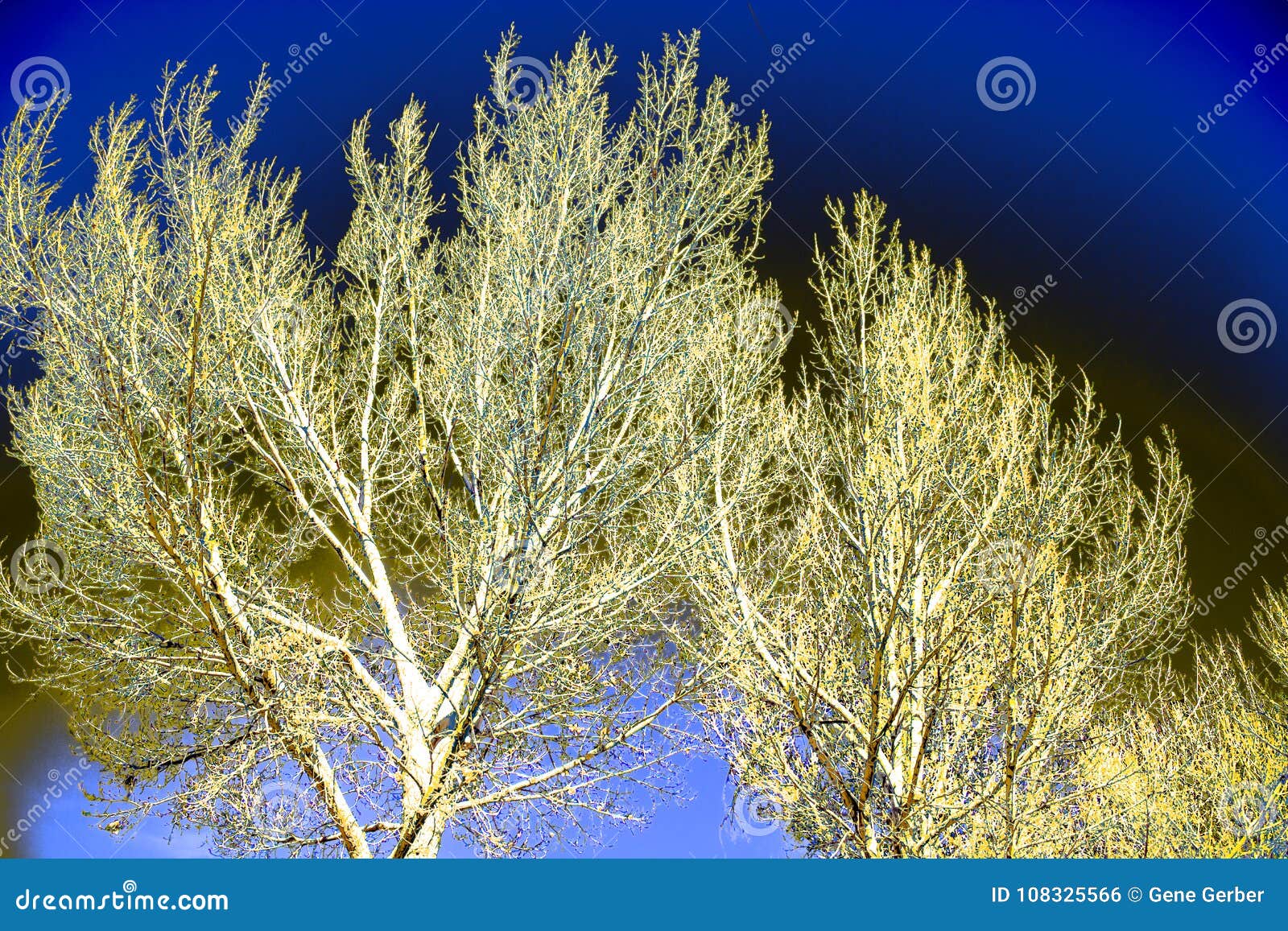 Fired up Trees stock photo. Image of limbs, tops, firey - 108325566