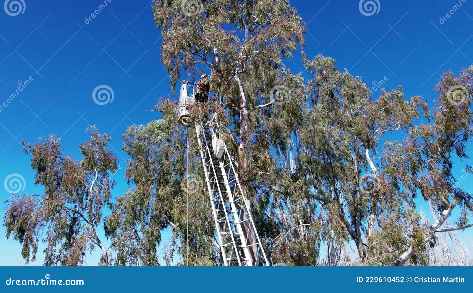 Firefighter Rescue Tree on Top of Ladder. Stock Footage - Video of risk ...