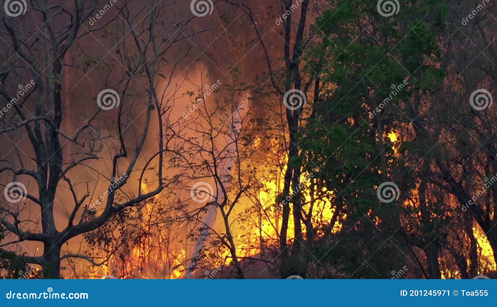 Firefighter Spraying Water To Flame of Forest Fire Stock Video - Video ...