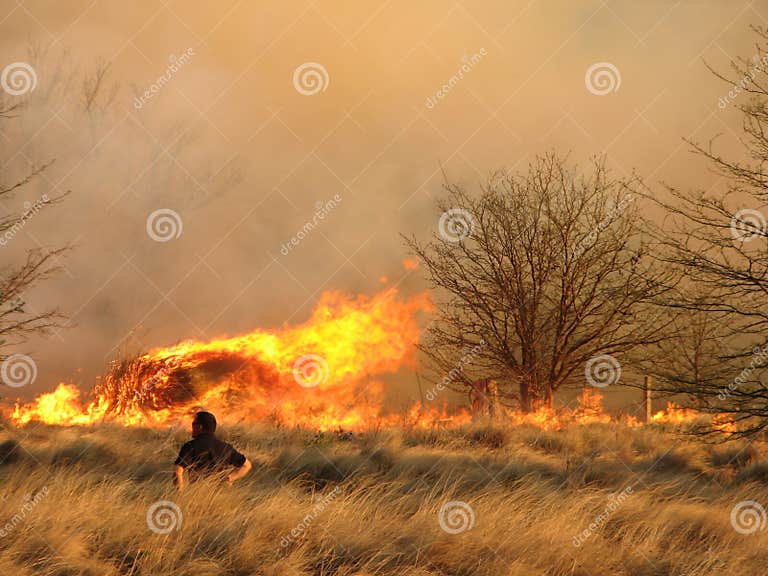 Firefighter Staring at the Fire Editorial Stock Image - Image of tree ...