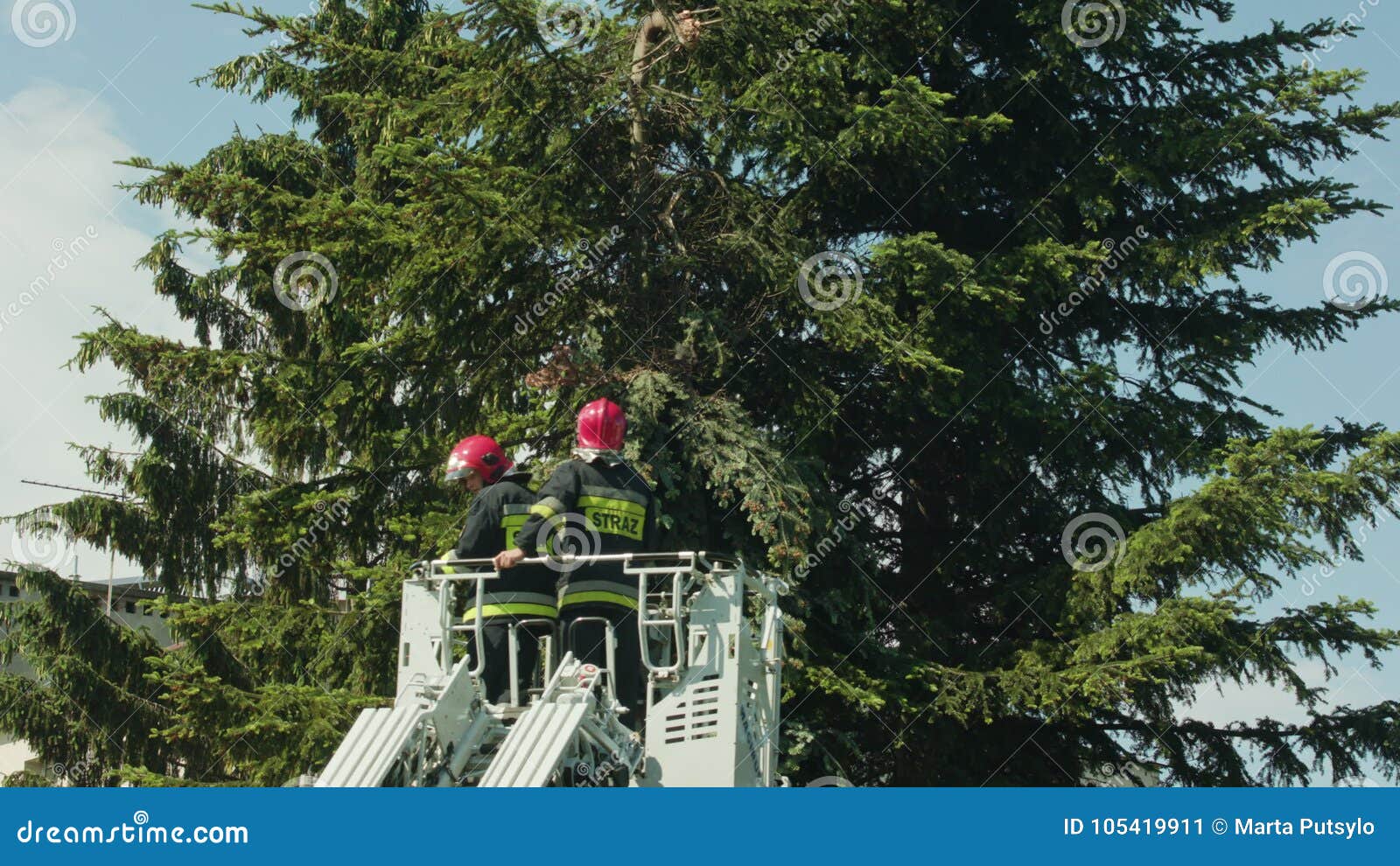Firefighters Preparing To Cut Spruce Branches Editorial Photo - Image ... Firefighters Preparing To Cut Spruce Branches Editorial Photo - Image ...