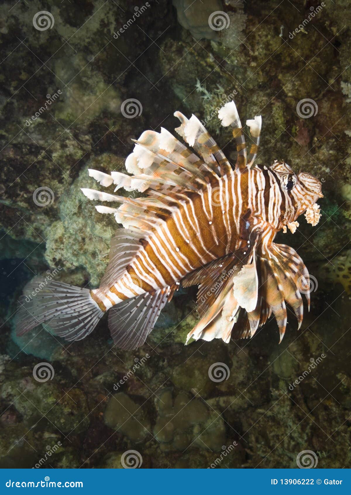 Firefish stock photo. Image of hide, turkeyfish, rubble - 13906222