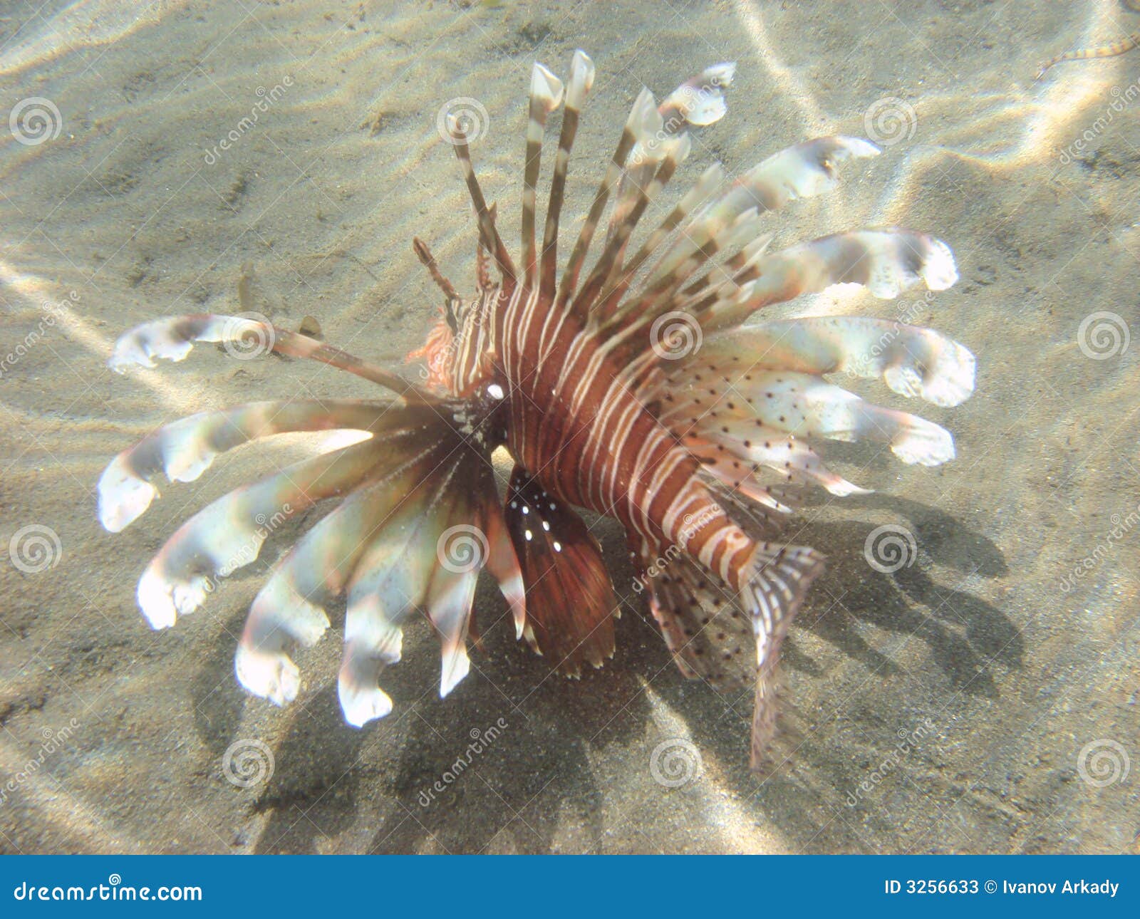 Firefish stock image. Image of incident, exotic, ocean - 3256633