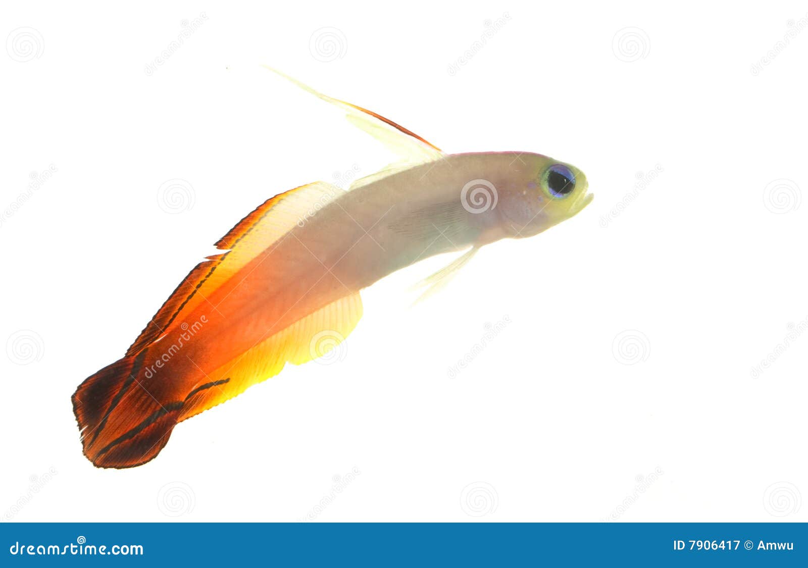 Firefish fotografering för bildbyråer. Bild av natur, exotiskt - 7906417