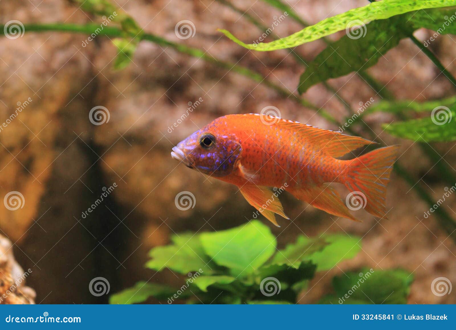Aulonocara `Firefish`Adult Fire Red Fish Swimming In The Water Stock ...