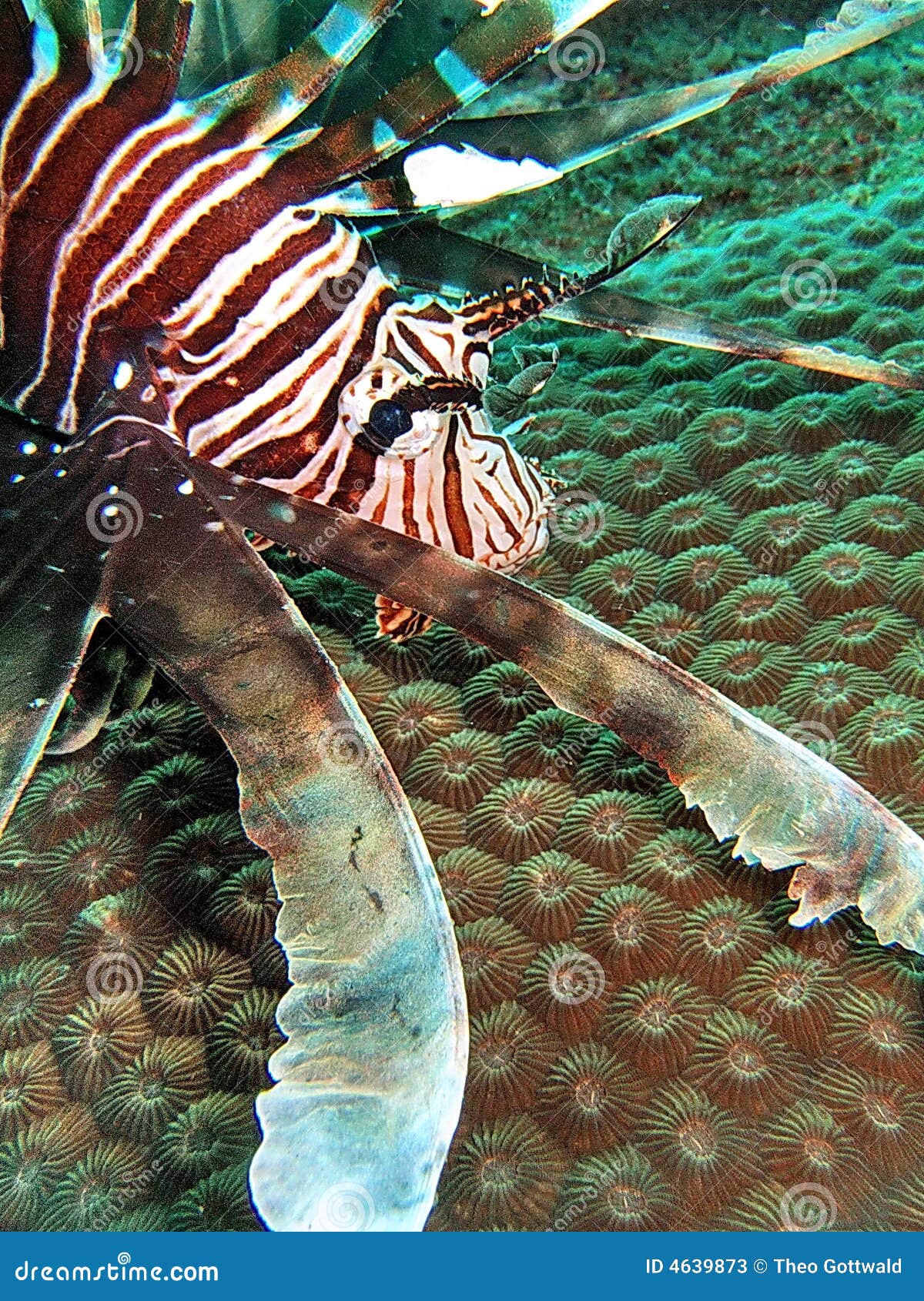 Firefish in the Coral Reef stock image. Image of firefish - 4639873