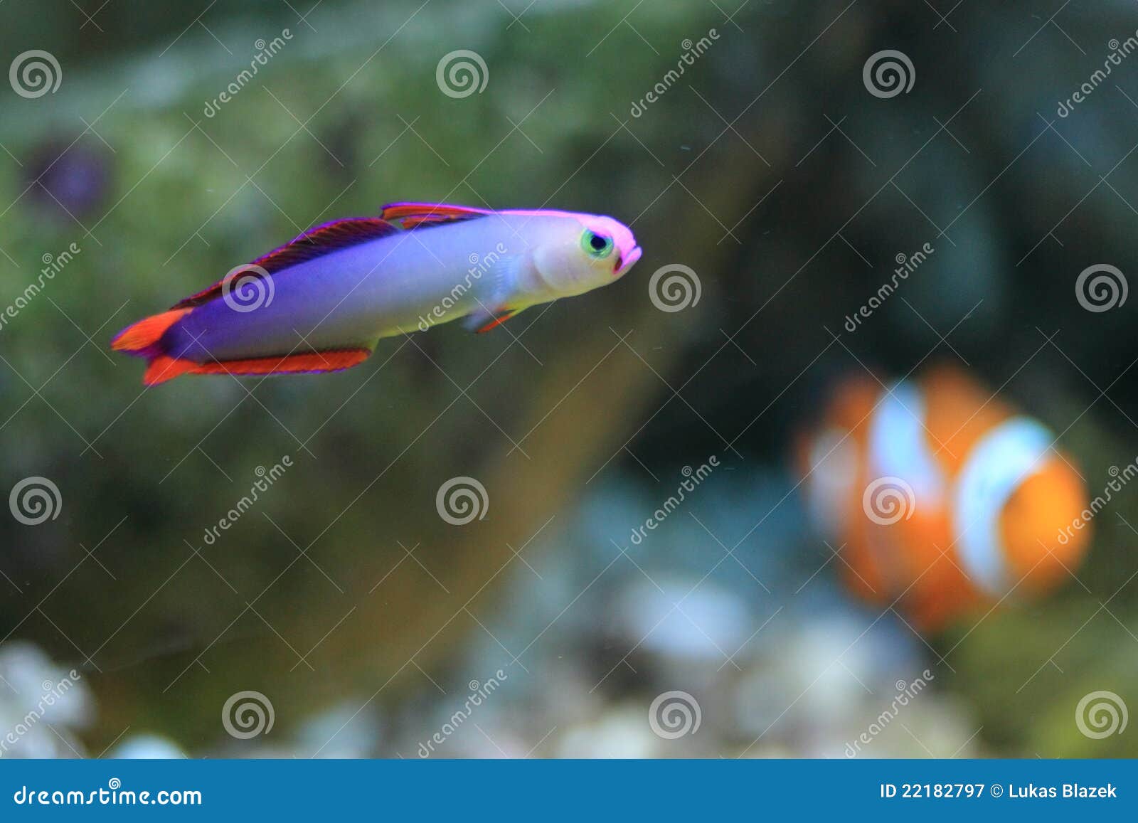 Firefish elegantes imagen de archivo. Imagen de animal - 22182797