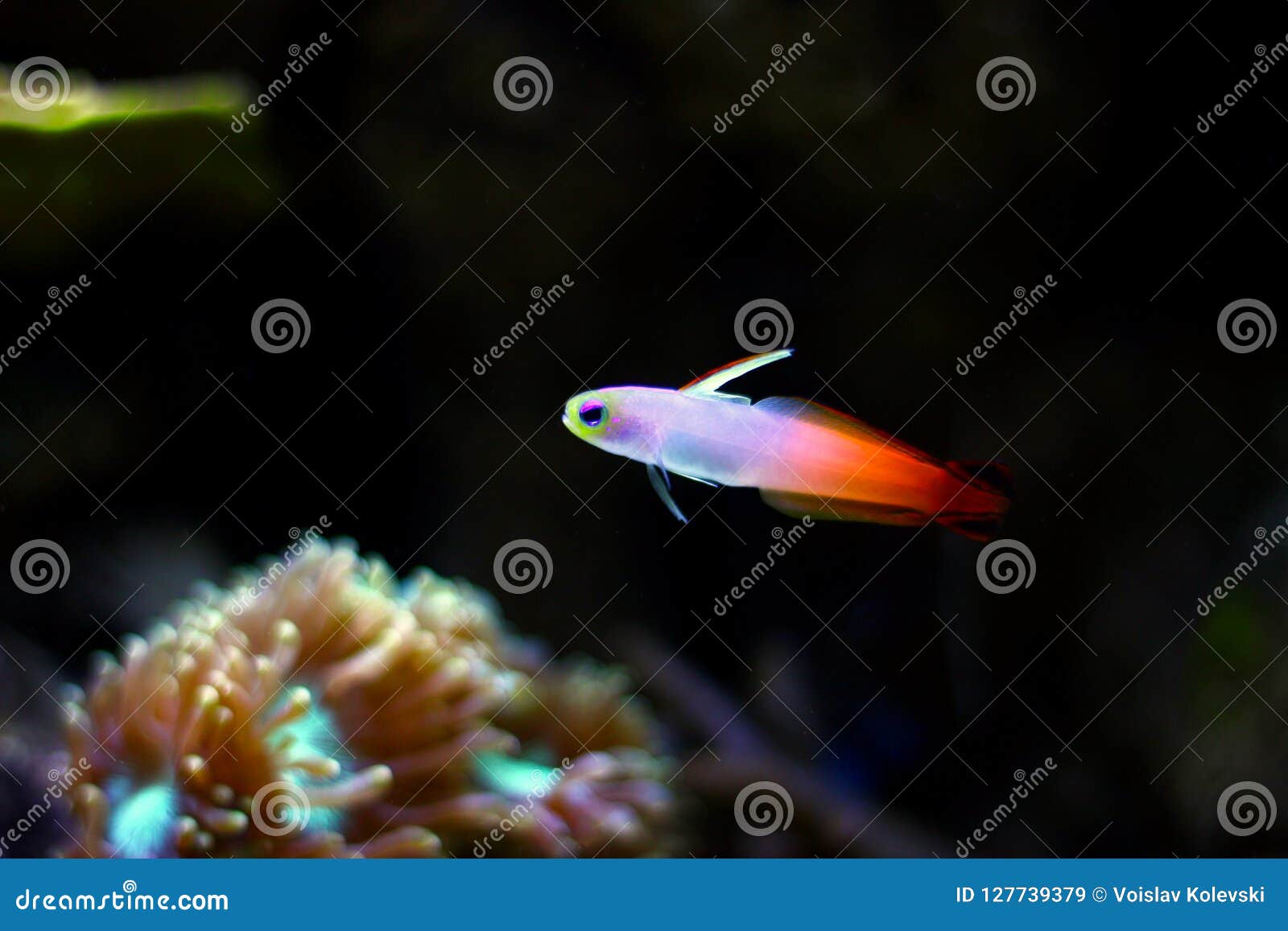 Firefish-Goby - Nemateleotris Magnifica Stockbild - Bild von malediven ...