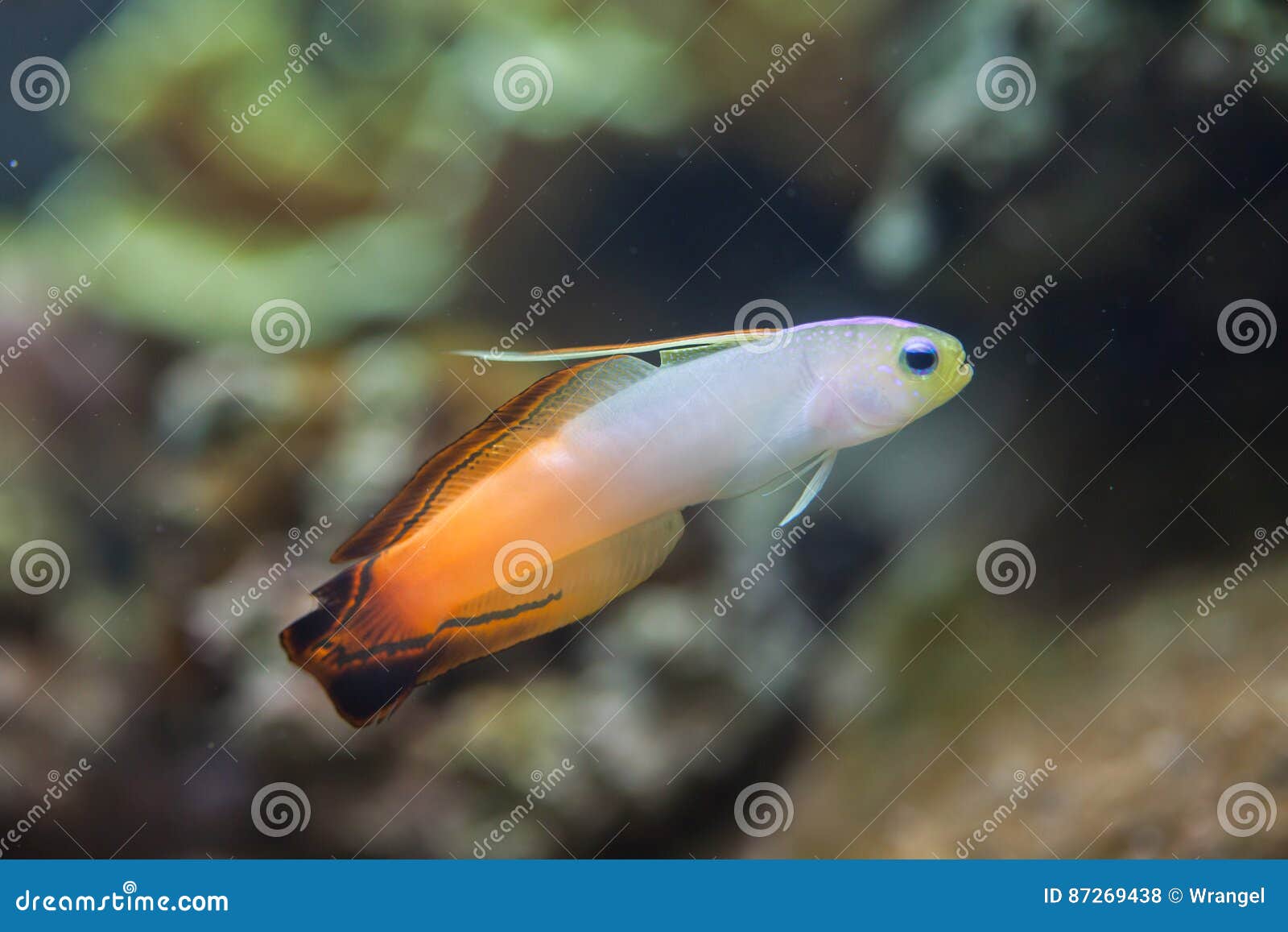 Firefish Goby Nemateleotris Magnifica Stock Photo - Image of ...