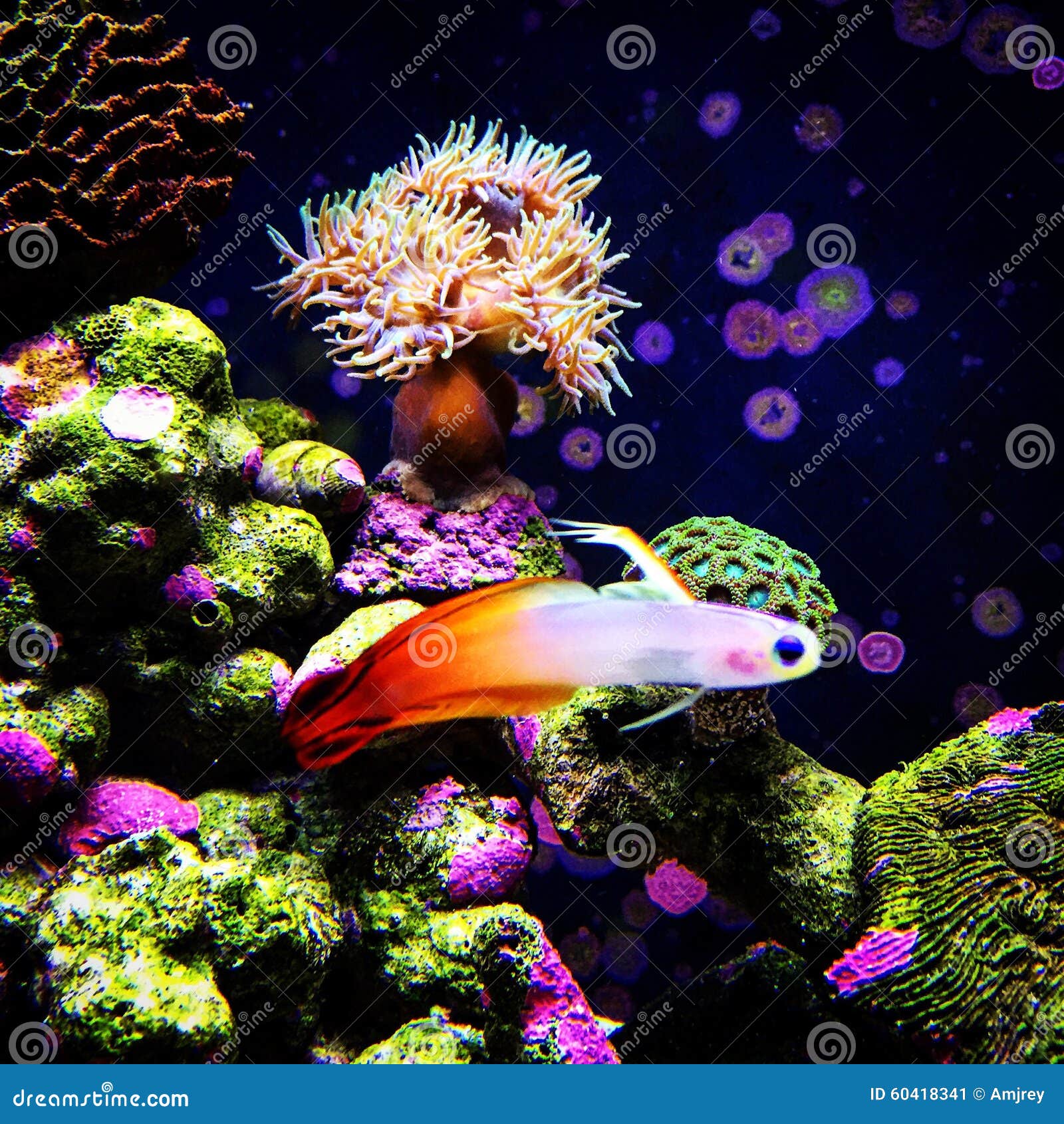 Firefish stock image. Image of tank, water, fish, marine - 60418341