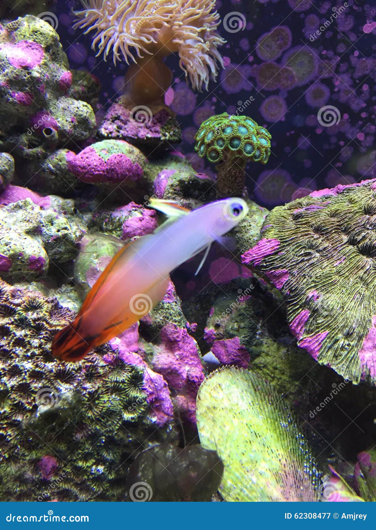 Firefish stock image. Image of marine, fire, firefish - 62308477