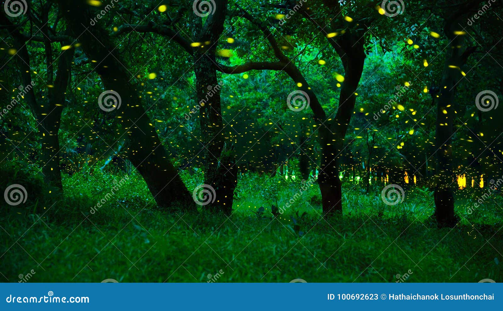 Firefly Or Fireflies Flying In The Forest At Night Time In Prachinburi ... Firefly Or Fireflies Flying In The Forest At Night Time In Prachinburi ...