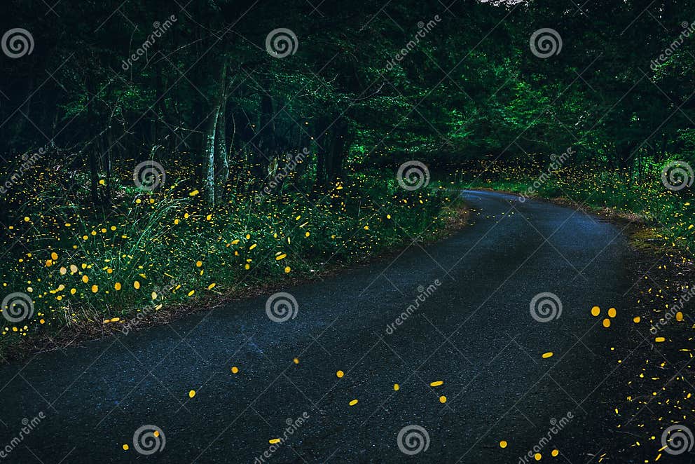 Fireflies Flying in the Forest at Twilight. Stock Photo - Image of ...