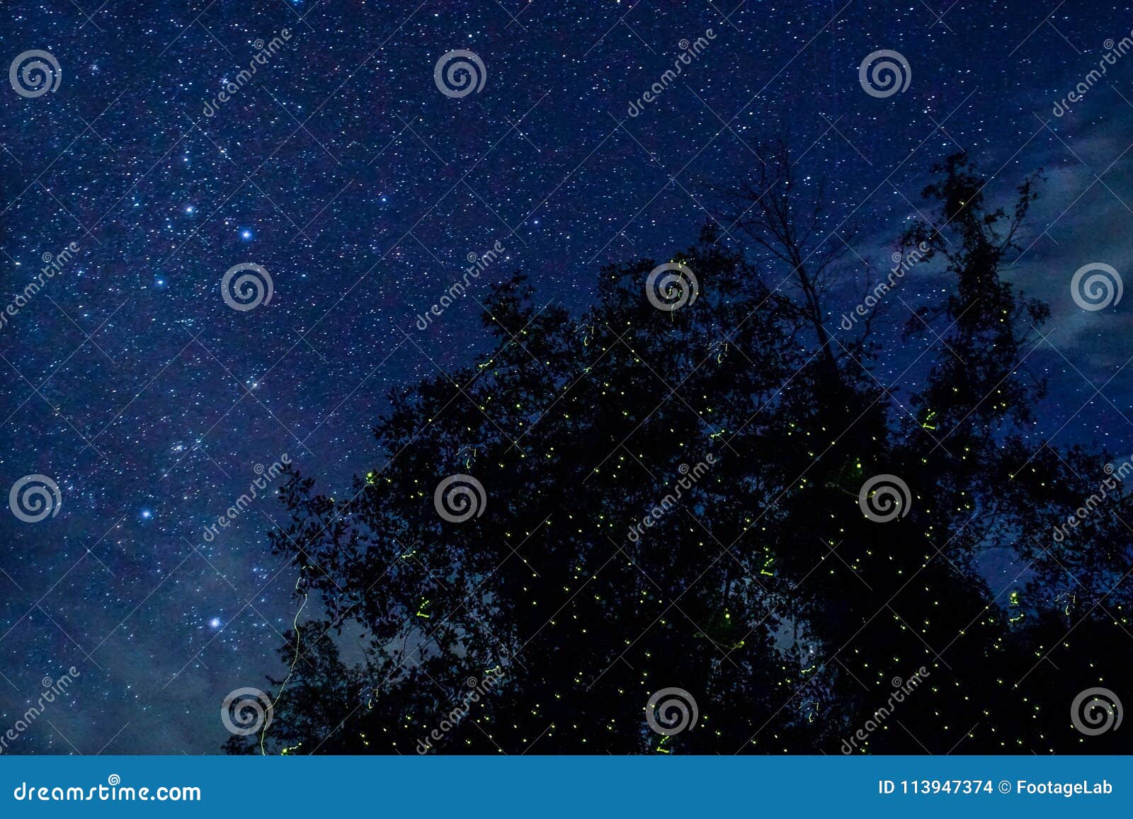 Fireflies Glowing at Night stock photo. Image of outdoor - 113947374
