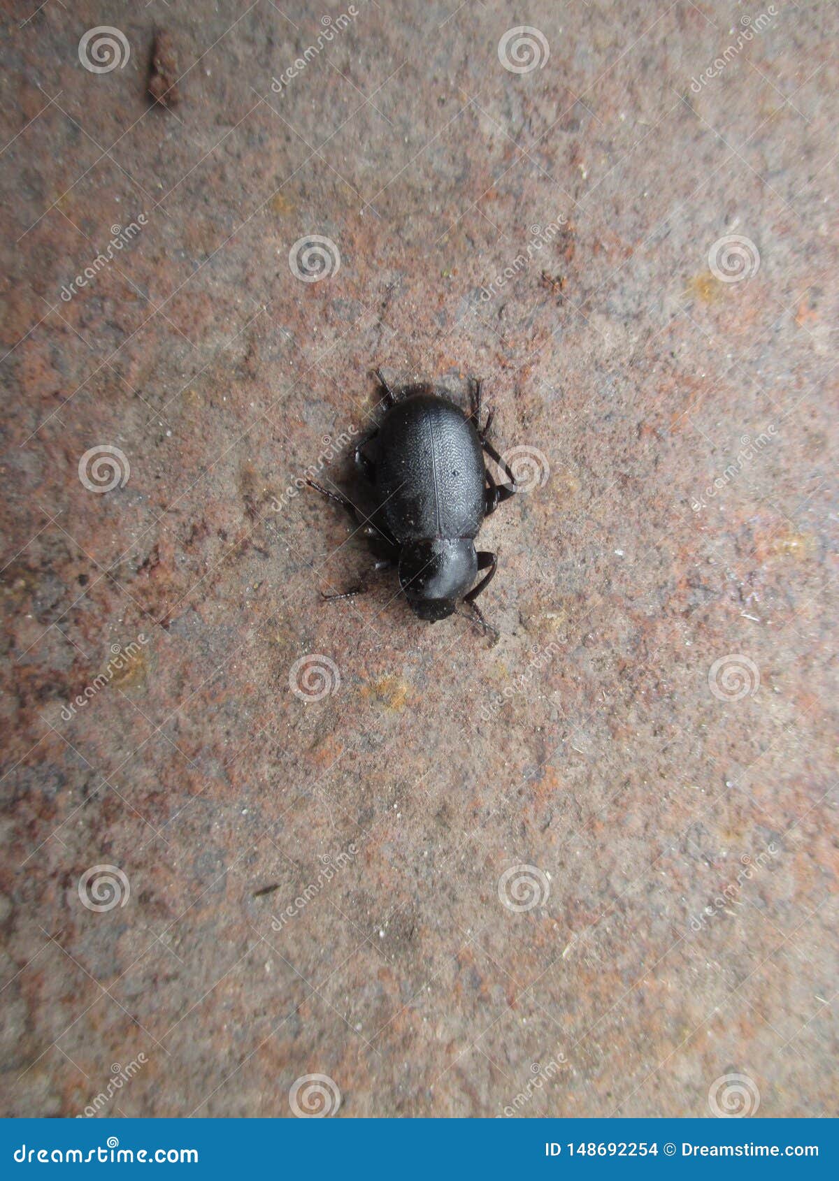 Bug of Fireflies , Black . it Occurs in the Wild . Stock Photo - Image ... Bug of Fireflies , Black . it Occurs in the Wild . Stock Photo - Image ...