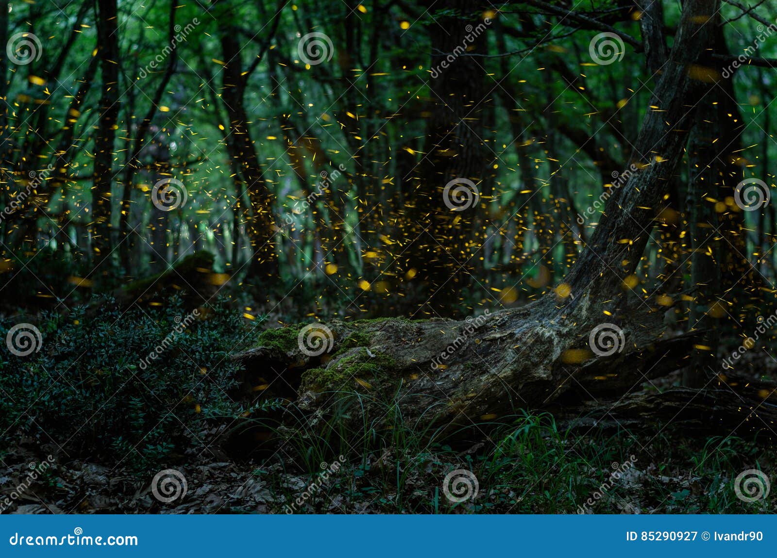 Fireflies/ Night in the Forest with Fireflies Stock Image - Image of ... Fireflies/ Night in the Forest with Fireflies Stock Image - Image of ...