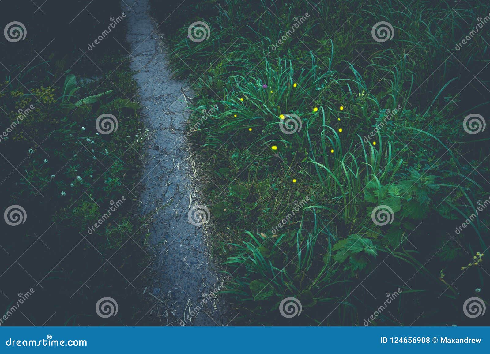 Fireflies on the Pathway in Forest Stock Photo - Image of insects ...
