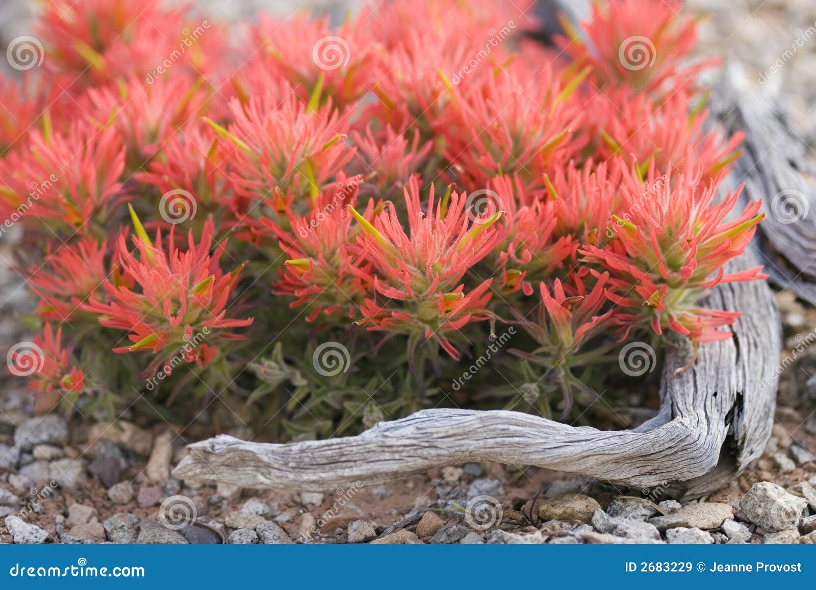 Fireflowers in Bloom stock image. Image of season, nature - 2683229