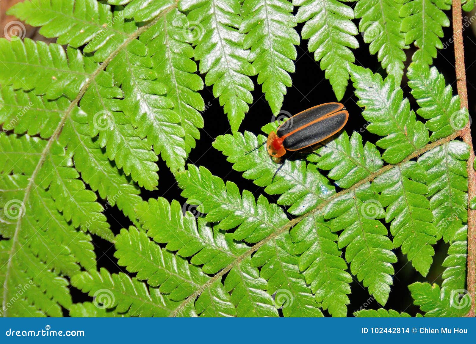 Firefly stock foto. Image of vuurwerk, gevleid, olivier - 102442814