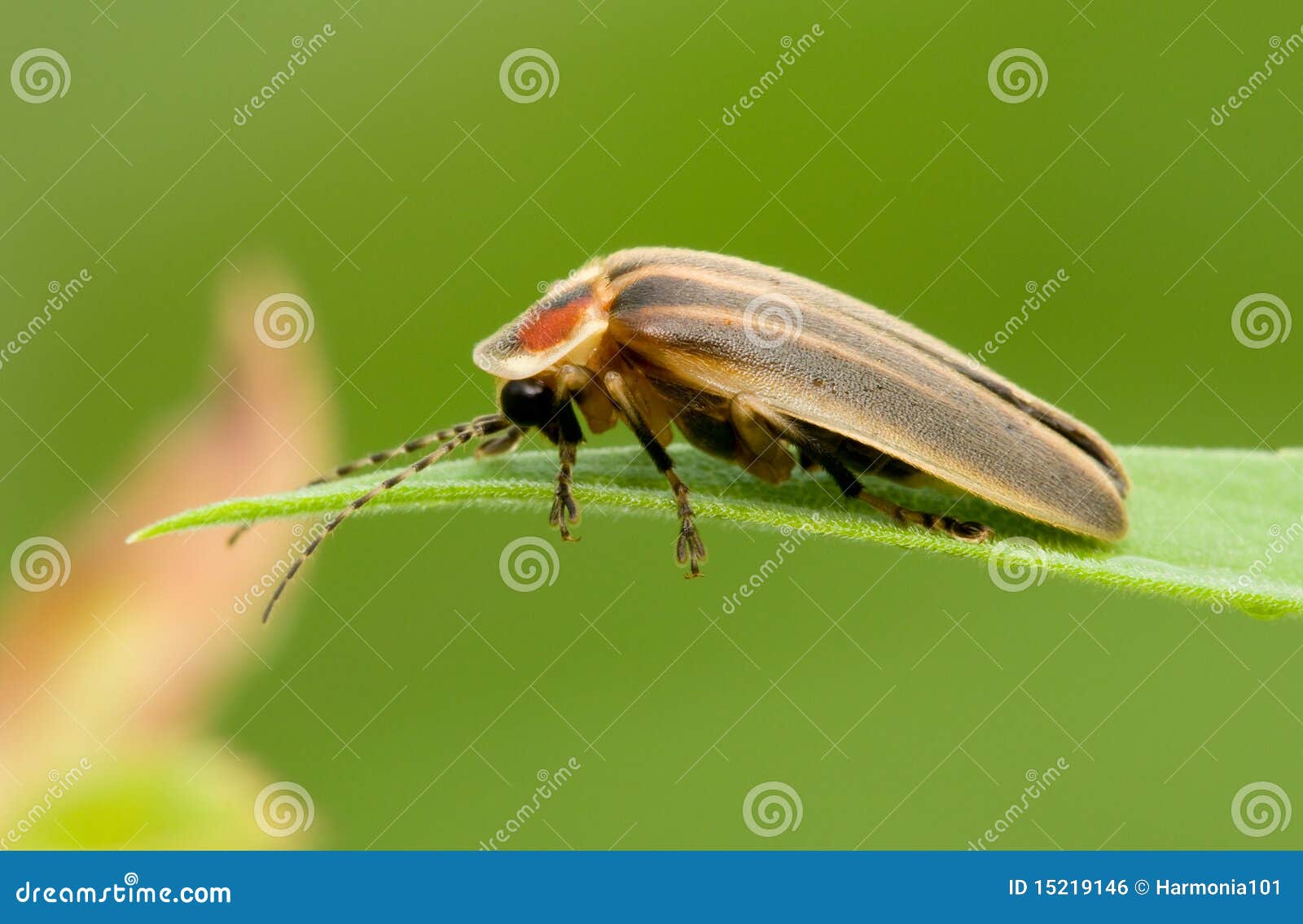 Firefly stock photo. Image of animal, firefly, photinus - 15219146