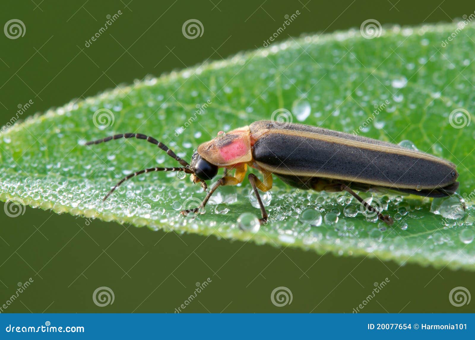Firefly stock photo. Image of delicate, pyralis, field - 20077654