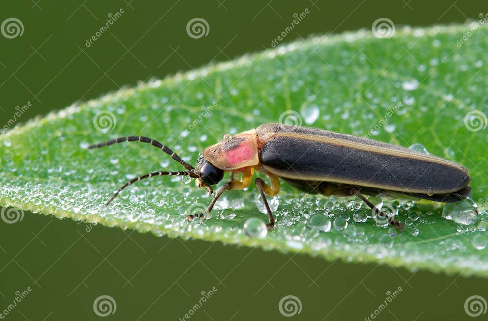 Firefly stock photo. Image of delicate, pyralis, field - 20077654