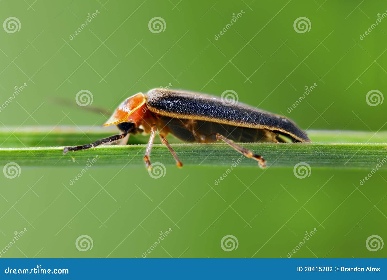 Firefly stock photo. Image of insect, macro, copy, firefly - 20415202