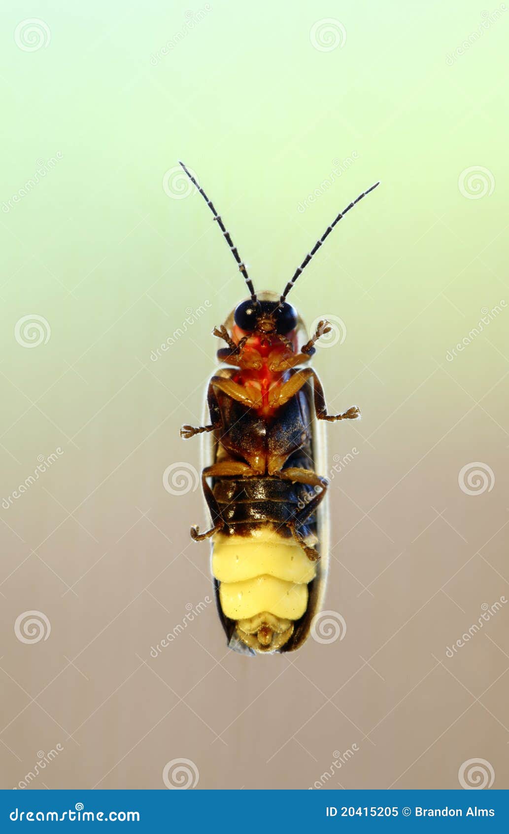 Firefly stock image. Image of details, beetle, macro - 20415205