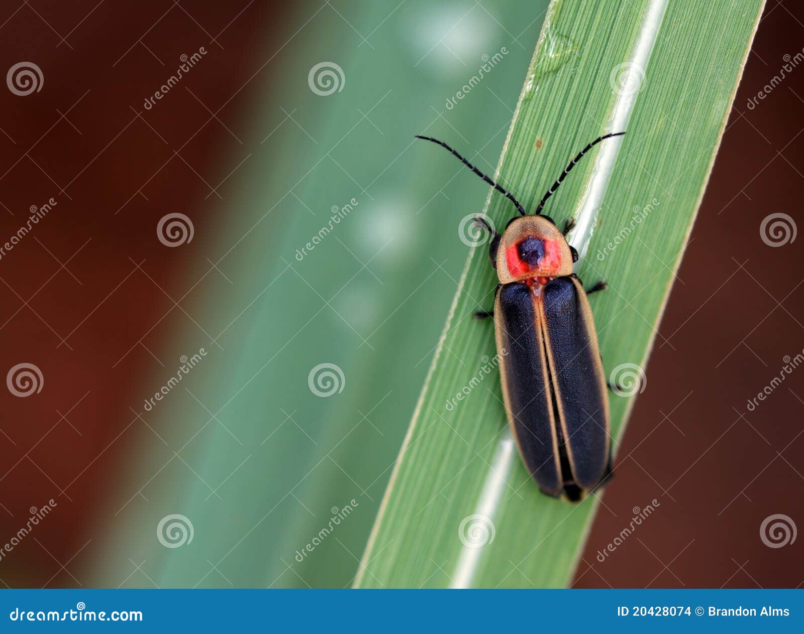 Firefly stock photo. Image of nature, wildlife, space - 20428074