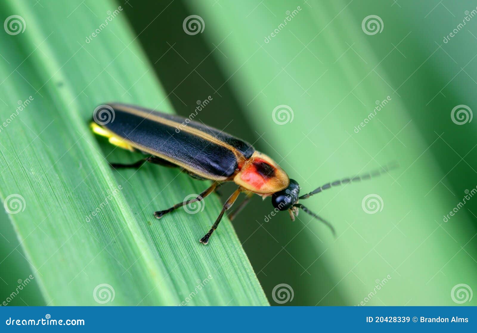 Firefly stock image. Image of leaf, summer, grass, firefly - 20428339