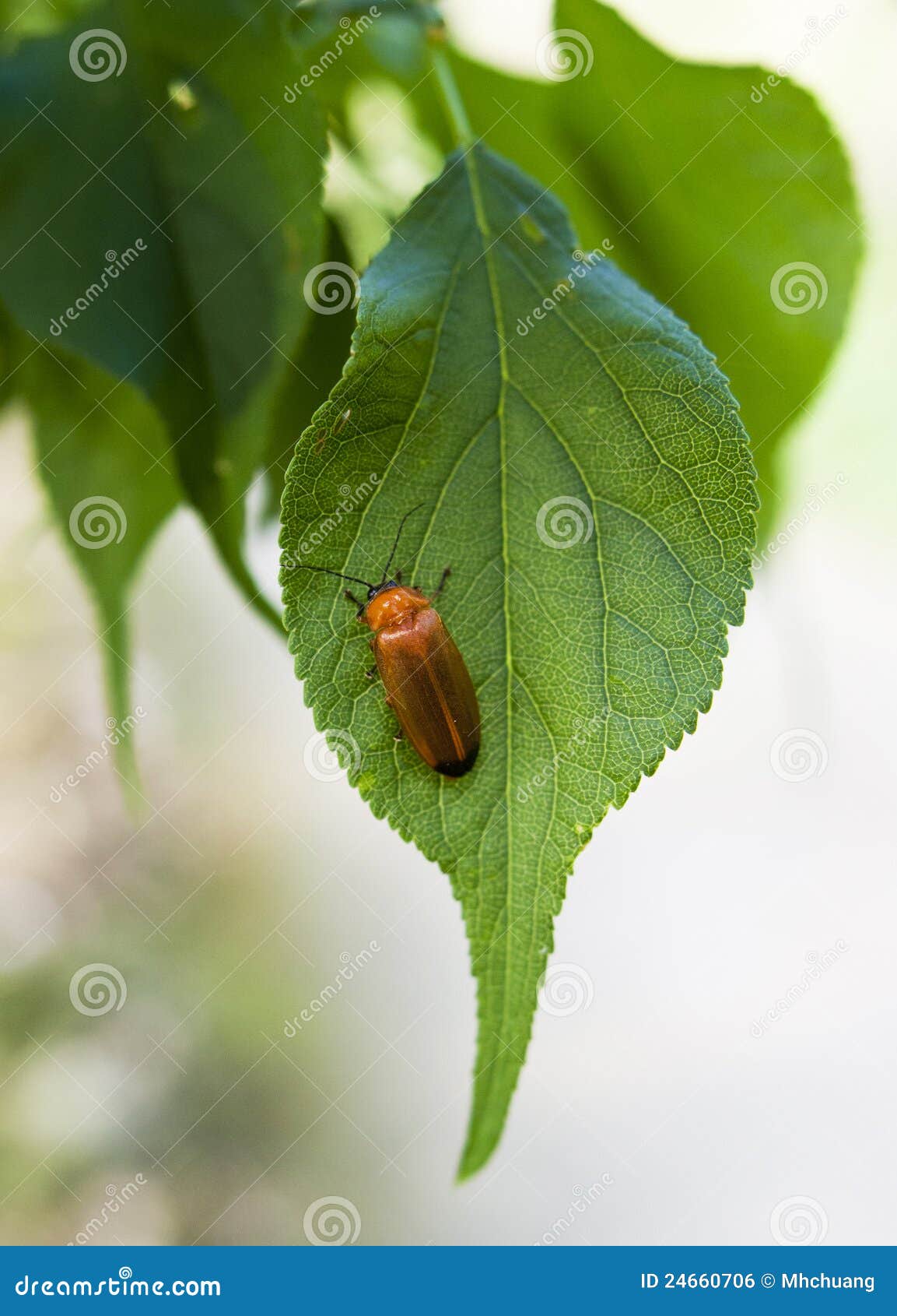 Firefly stock photo. Image of leaf, firefly, light, glow - 24660706