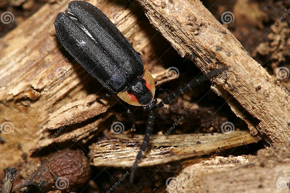 Firefly stock photo. Image of firefly, beetle, insect - 5691812
