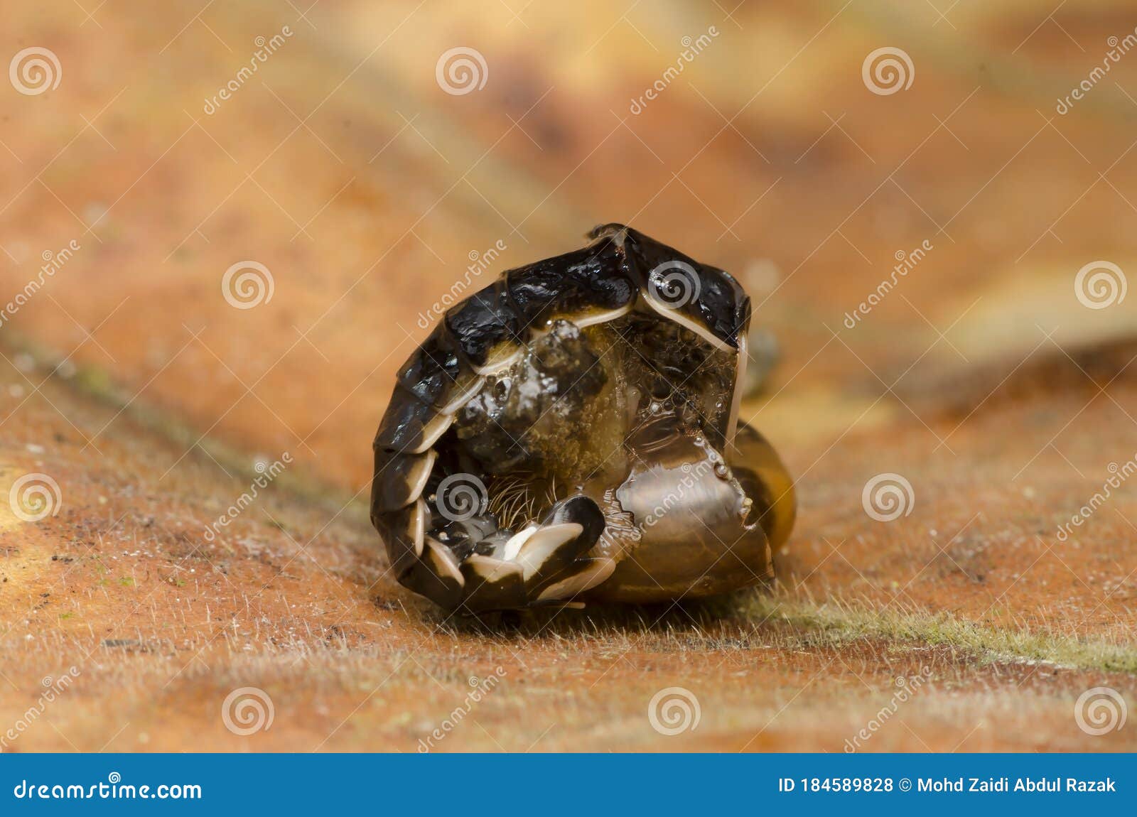 Firefly Beetle Larvae Feeding On Snail Stock Photo | CartoonDealer.com ...
