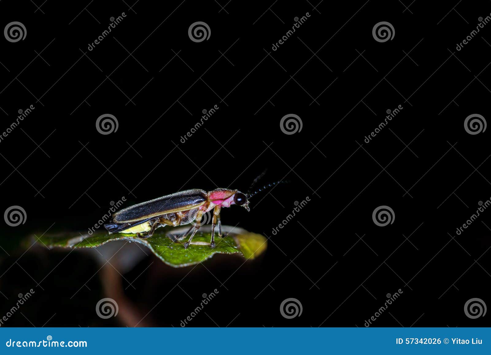 Firefly Close Up in Black Background Stock Photo - Image of isolated ...