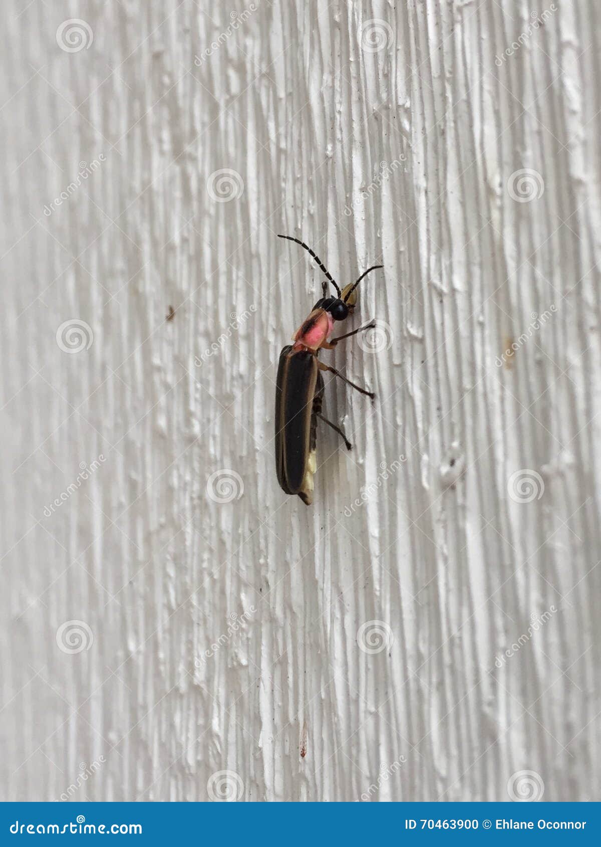 Firefly stock photo. Image of close, black, firefly, yellow - 70463900