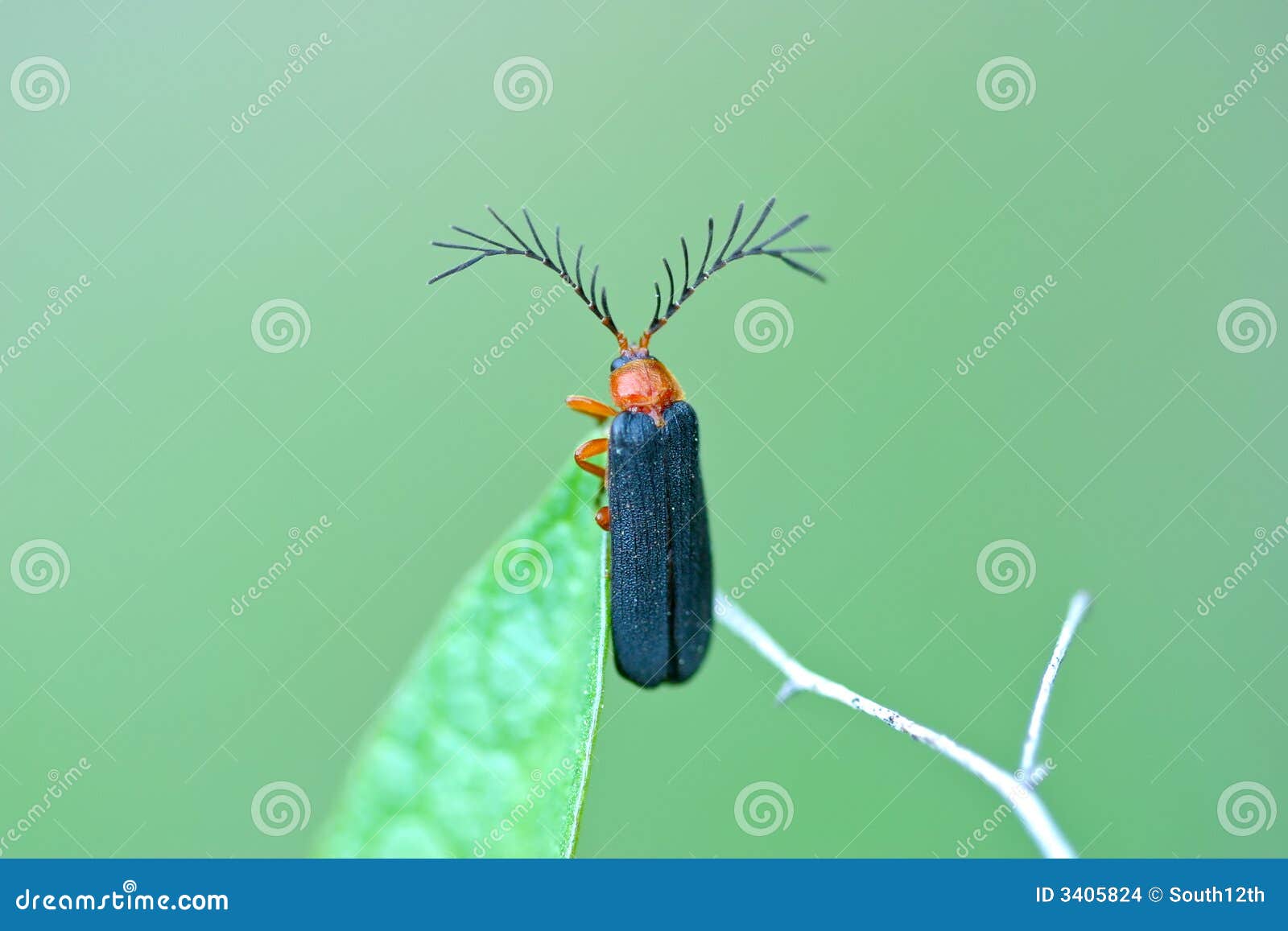 Firefly Closeup stock photo. Image of natural, night, dusk - 3405824