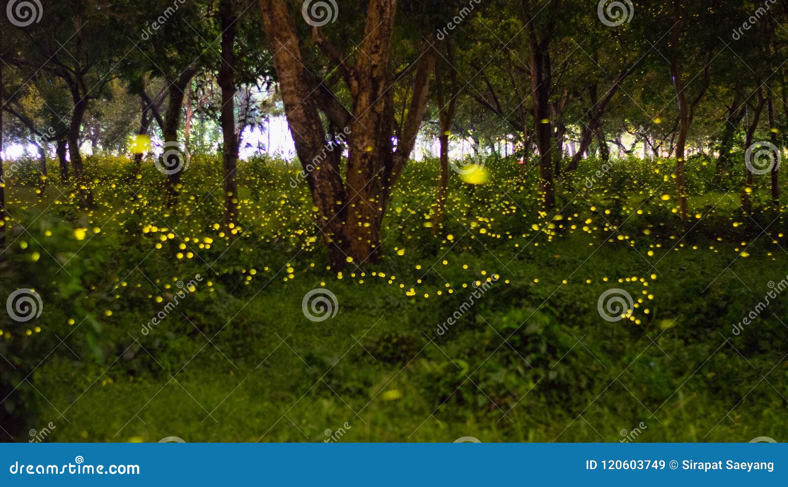 Firefly Field in the Forest in Prachinburi Stock Image - Image of light ...