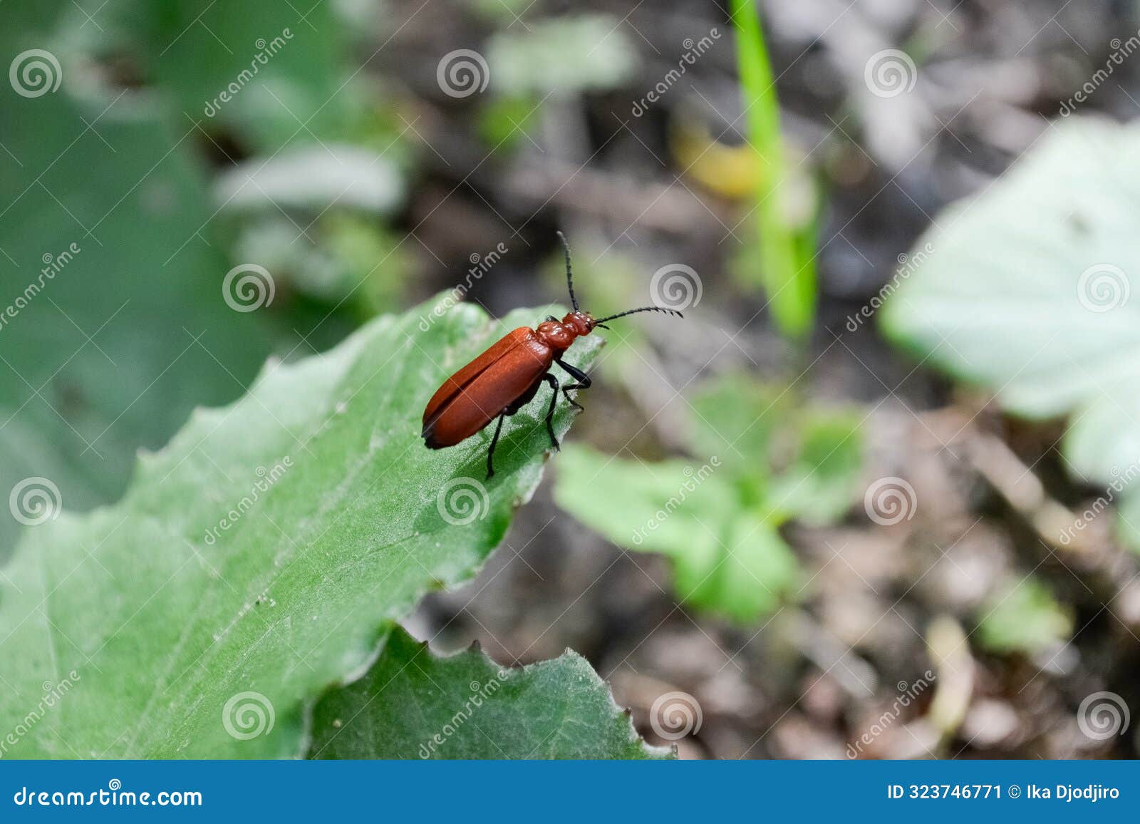 Firefly stock image. Image of https, vietnam, nature - 323746771