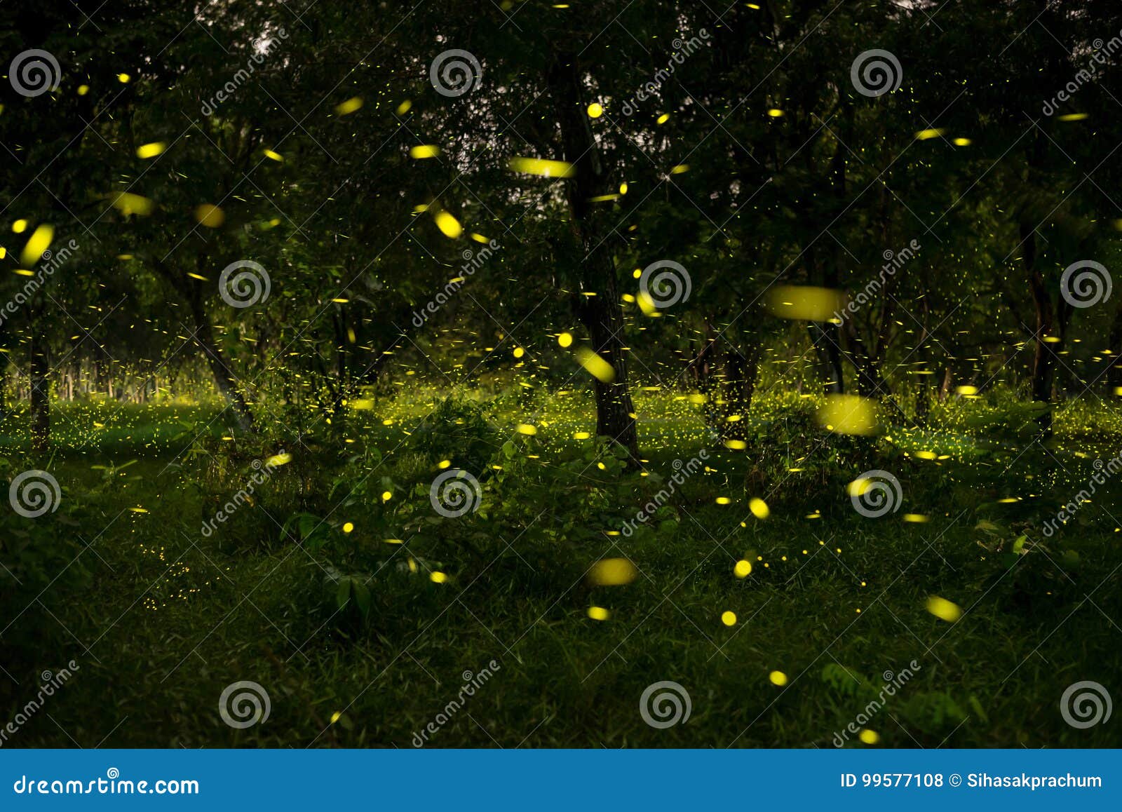 Firefly stock photo. Image of lampyrid, lightning, peaceful - 99577108
